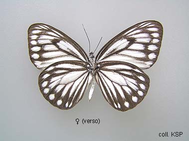 Papua Insects Foundation (Lepidoptera/Pieridae/Pierinae(Pareronia chinki)